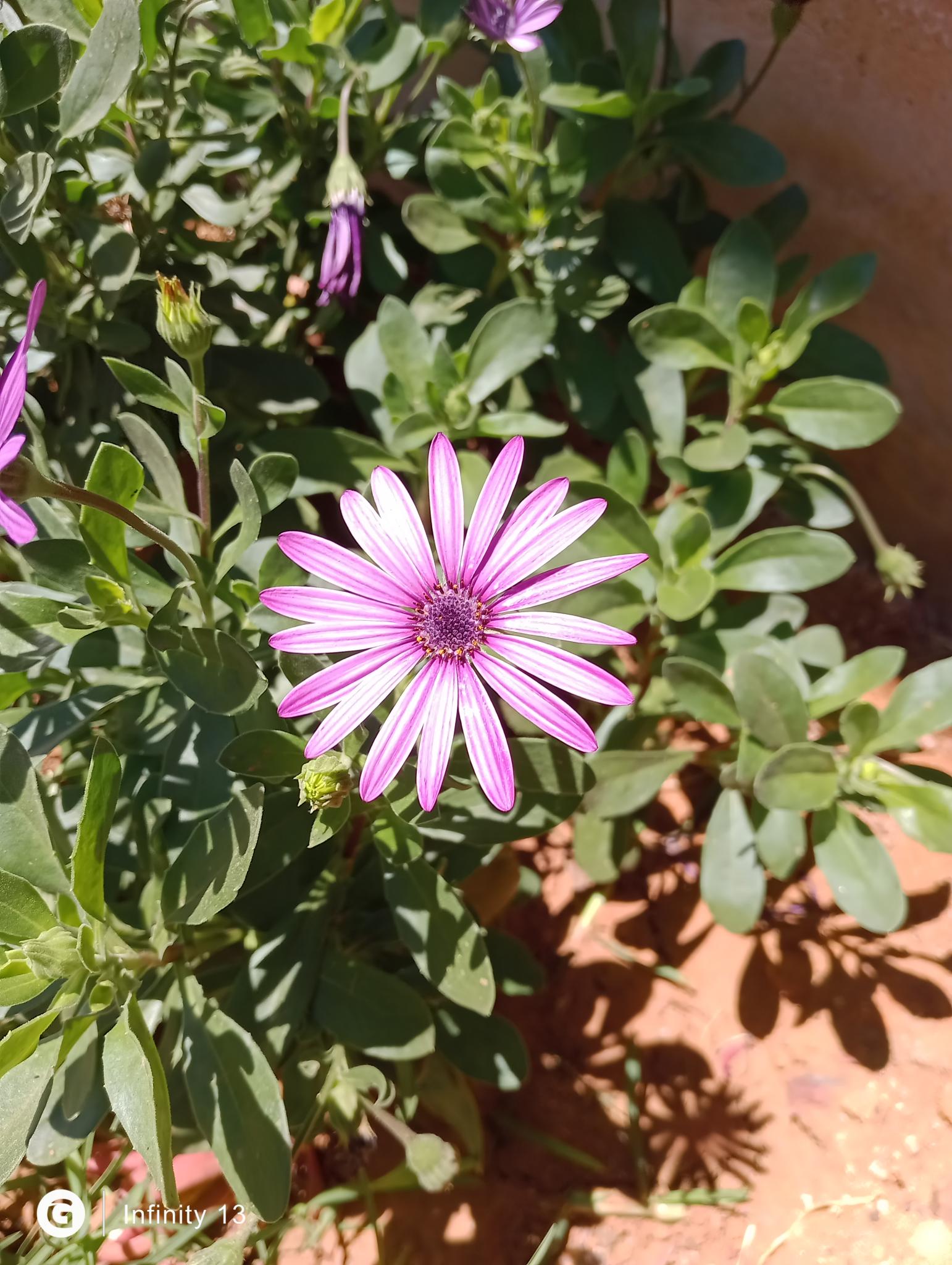 GTeL Infinity 13 review. Looks posh but is that enough to sell? - Techzim