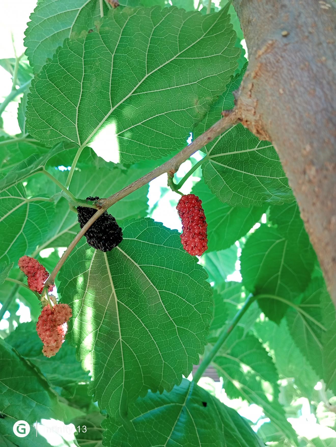 GTeL Infinity 13 review. Looks posh but is that enough to sell? - Techzim