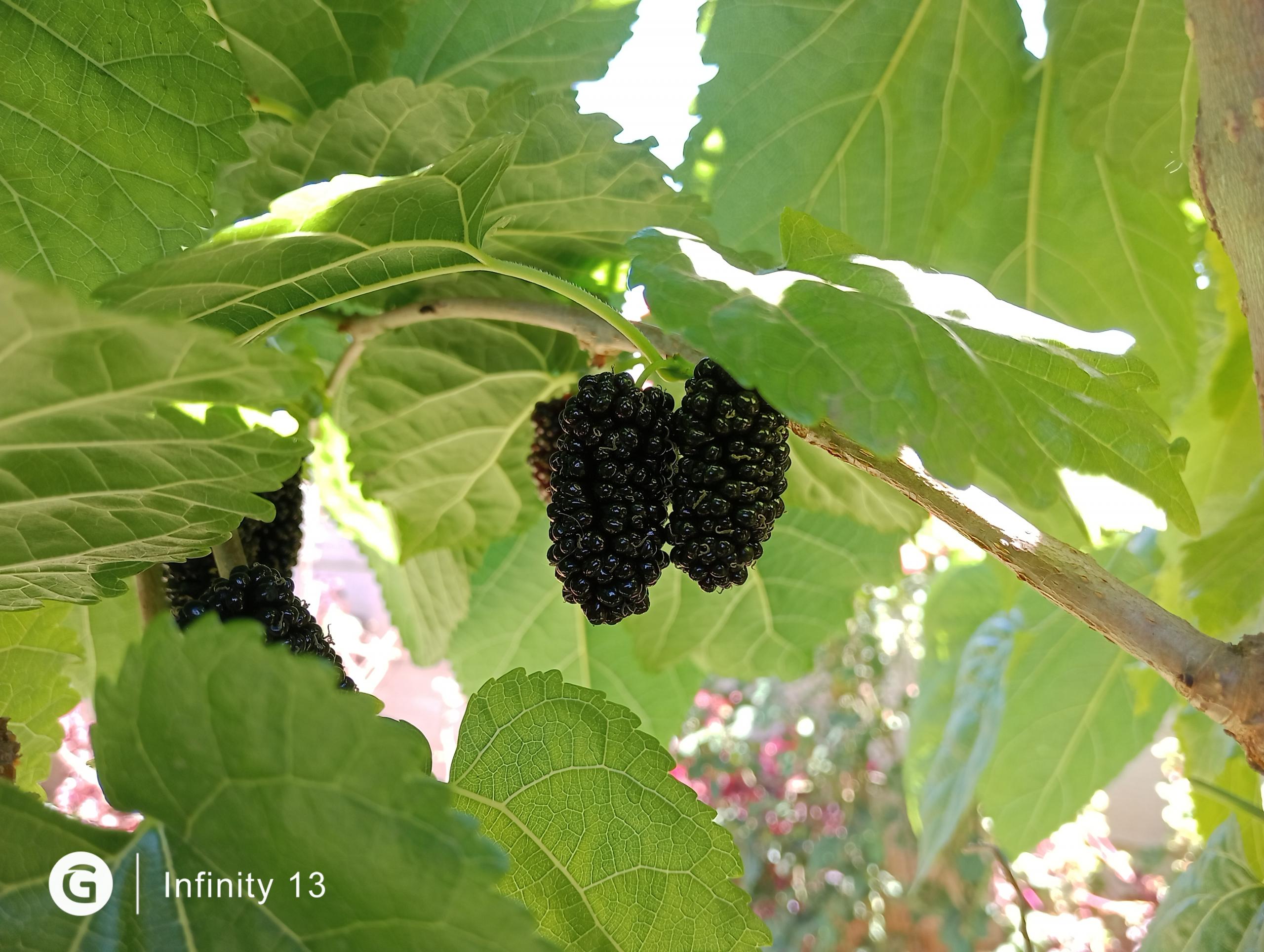 GTeL Infinity 13 review. Looks posh but is that enough to sell? - Techzim